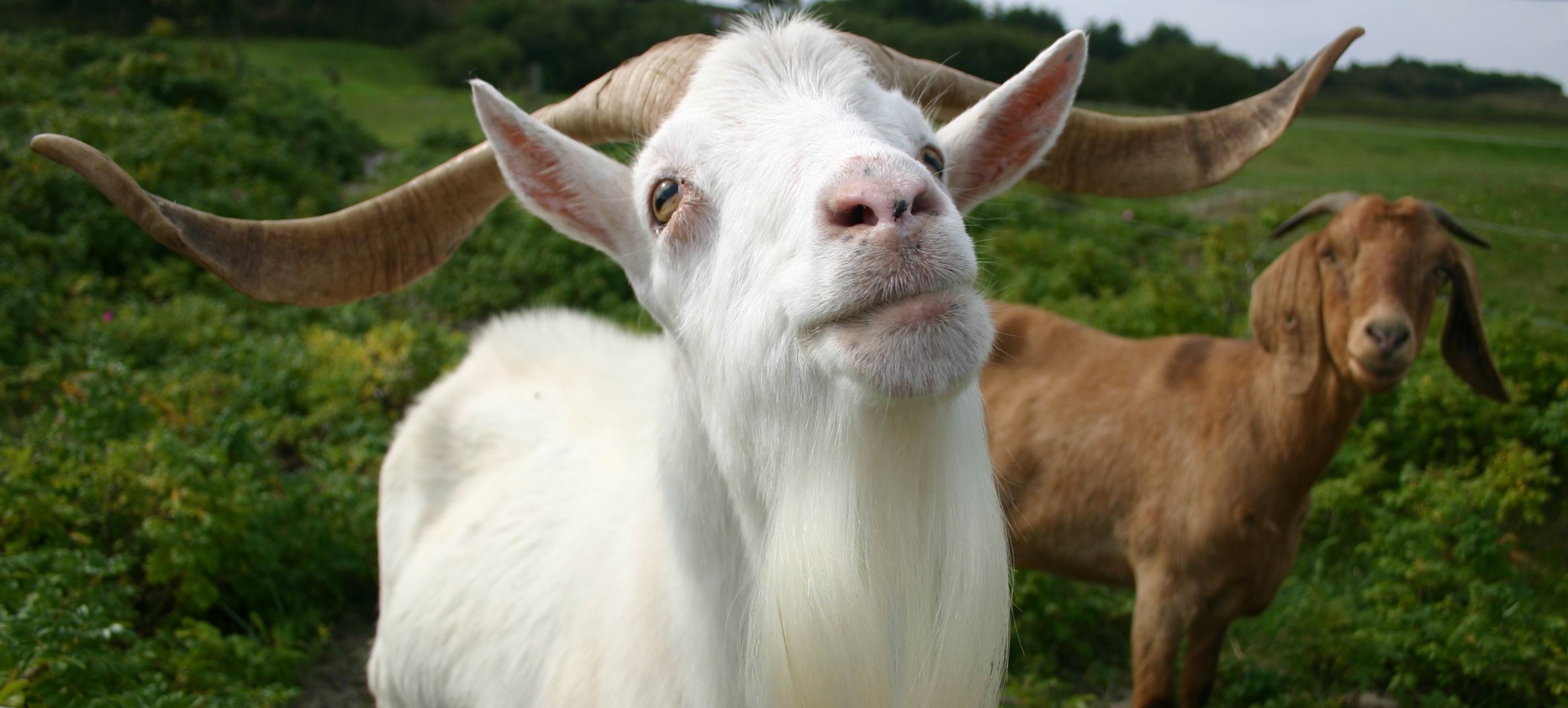 Breeding goats: Try ZooEasy out for the next 30 days! - ZooEasy