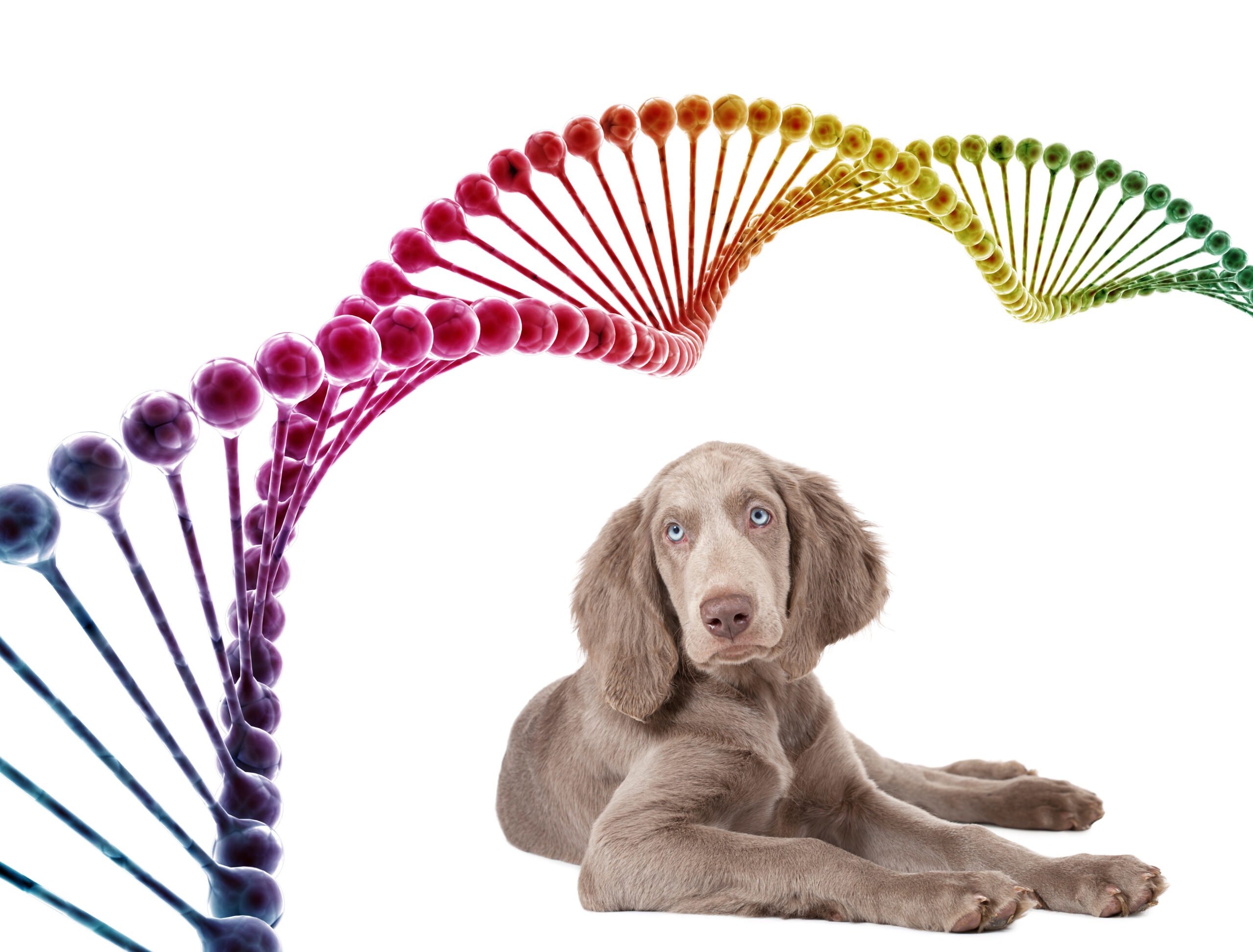 DNA registration with ZooEasy - ZooEasy