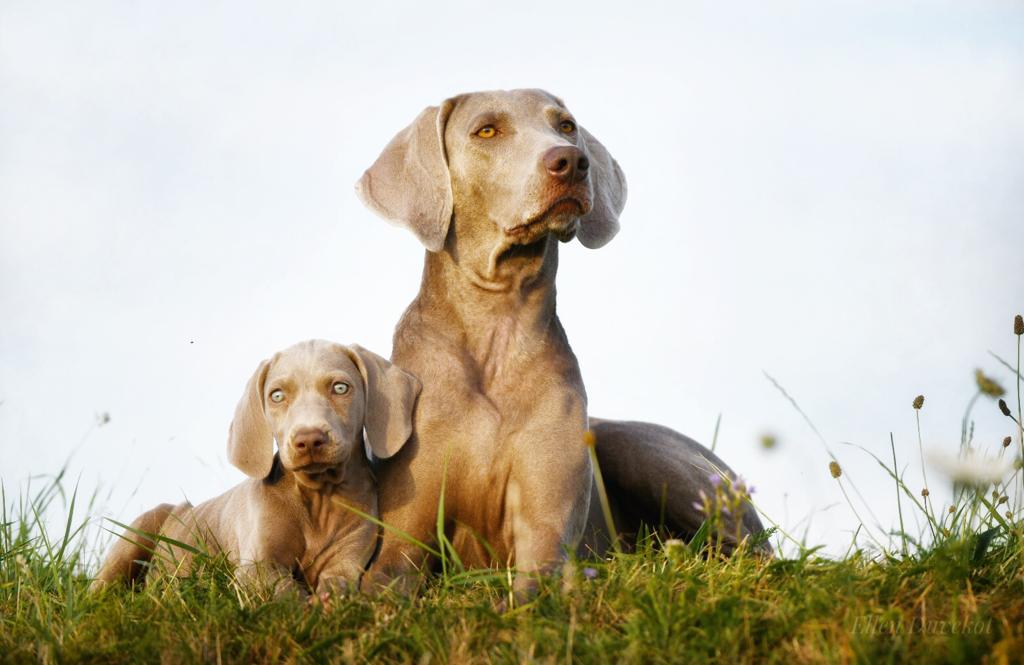 New project: automated breeding regulations check - ZooEasy