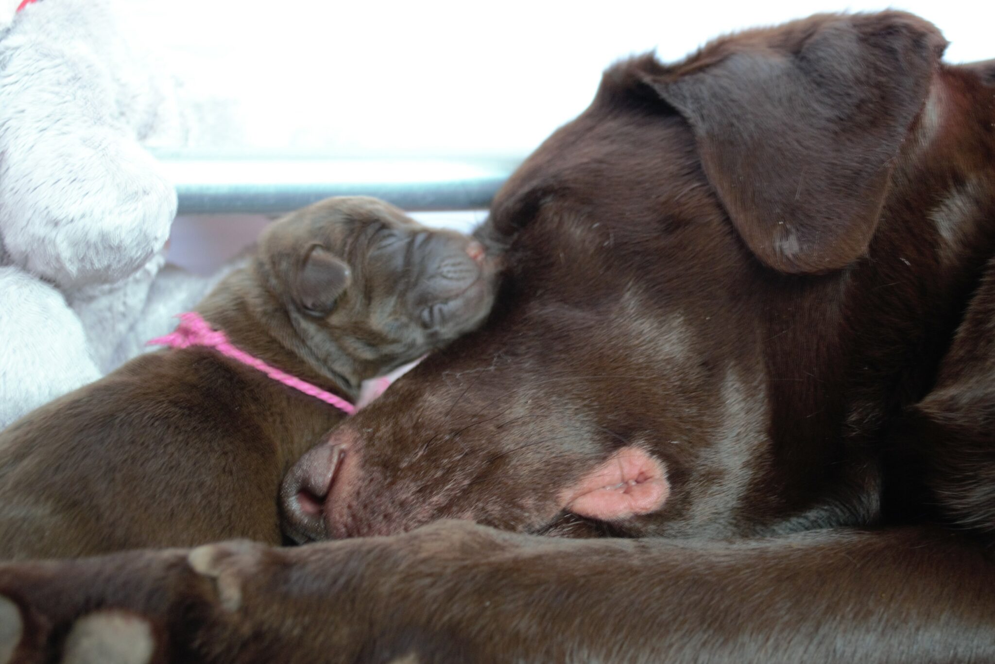 New project: automated breeding regulations check - ZooEasy