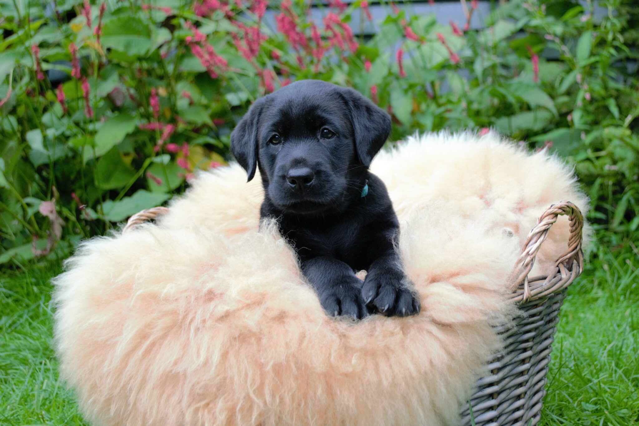 New project: automated breeding regulations check - ZooEasy